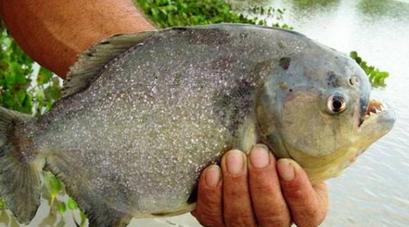 Palometas en la costa este: 42 personas mordidas el fin de semana ...